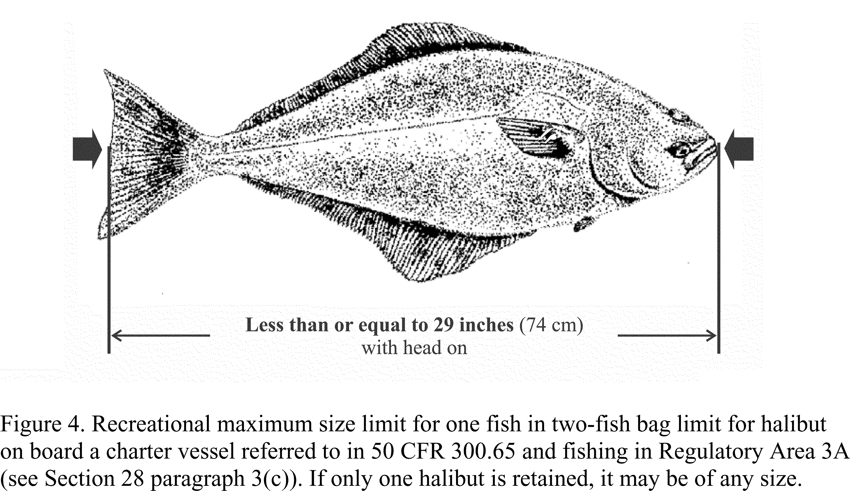 What is the legal size for halibut?