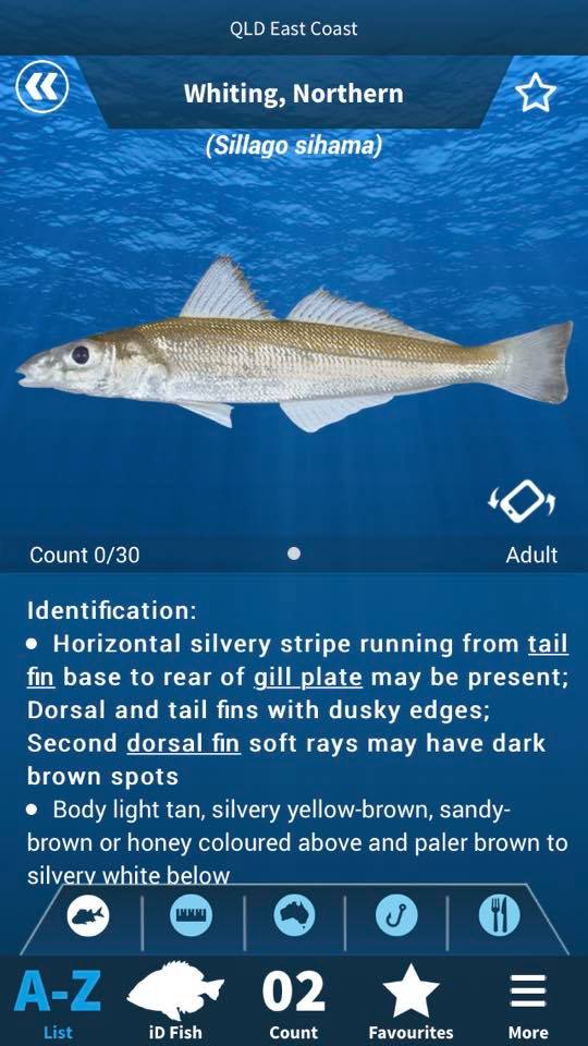 What is the legal size for whiting in Qld?