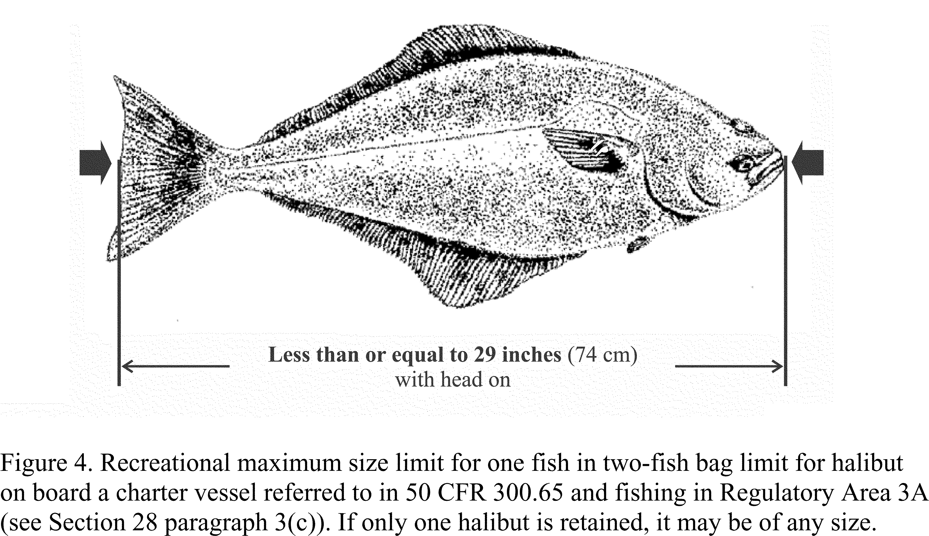 What is the legal size of a halibut?