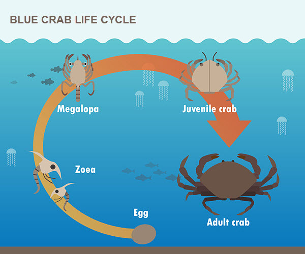 What is the life cycle of a blue crab?