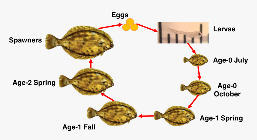 What is the life cycle of a flounder?