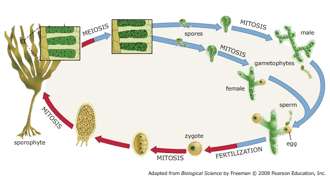 What is the life cycle of seaweed?