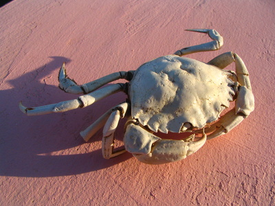 What is the lifespan of a crab?
