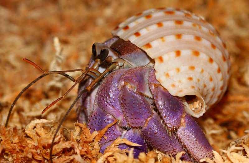 What is the lifespan of a land hermit crab?