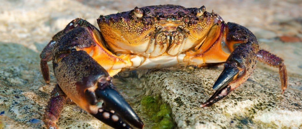 What is the lifespan of a stone crab?