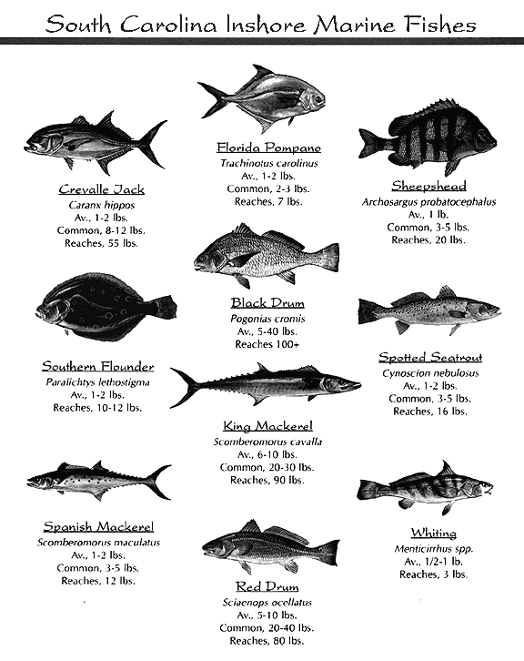What is the limit on fish in South Carolina?