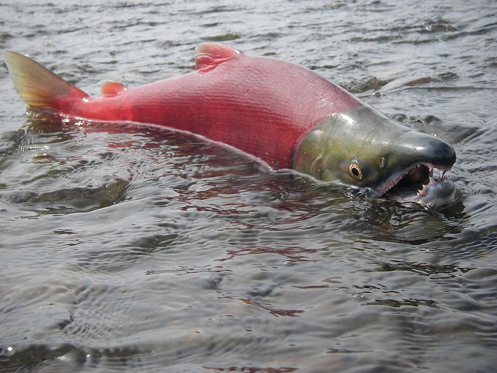 What is the limit on sockeye salmon in Alaska?