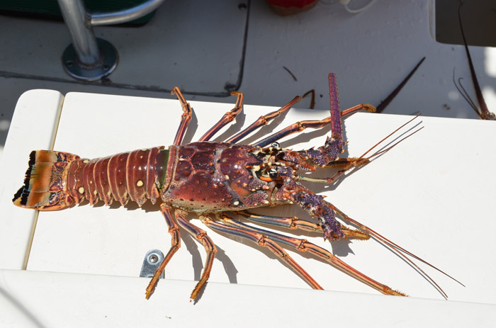 What is the limit on spiny lobster in Florida?