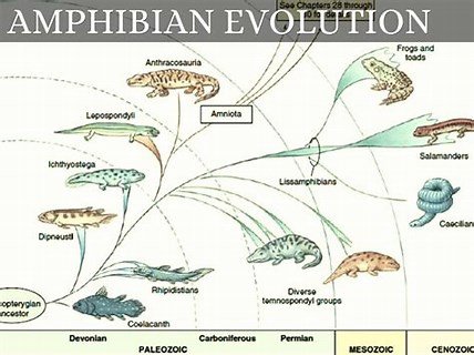What is the link between fish and amphibians?