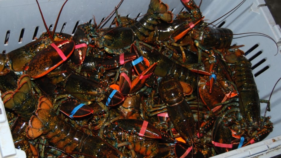 What is the lobster fishing issue?