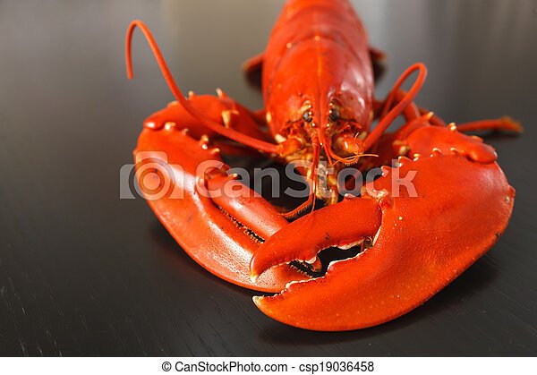 What is the longest distance a lobster has traveled?