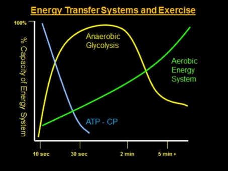 What is the main fuel source for muscles?