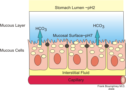 What is the main function of mucus in the stomach?