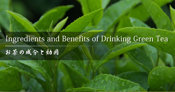 What is the main ingredient in green tea?