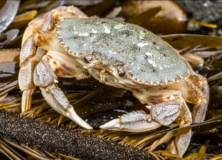 What is the market price for Dungeness crab in California?