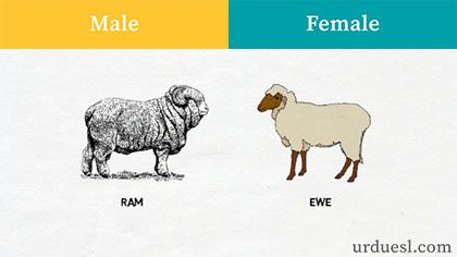 What is the masculine form of ewe?