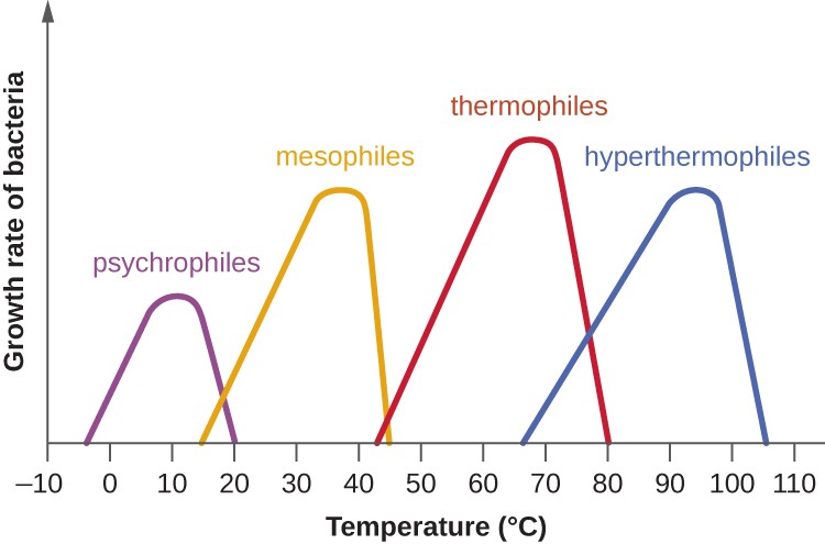 What is the maximum temperature that bacteria can survive?