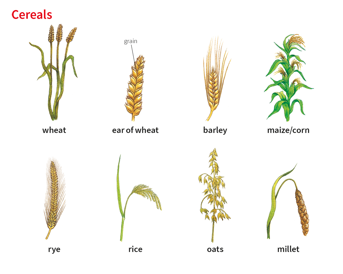 What is the meaning of cereal and an example?