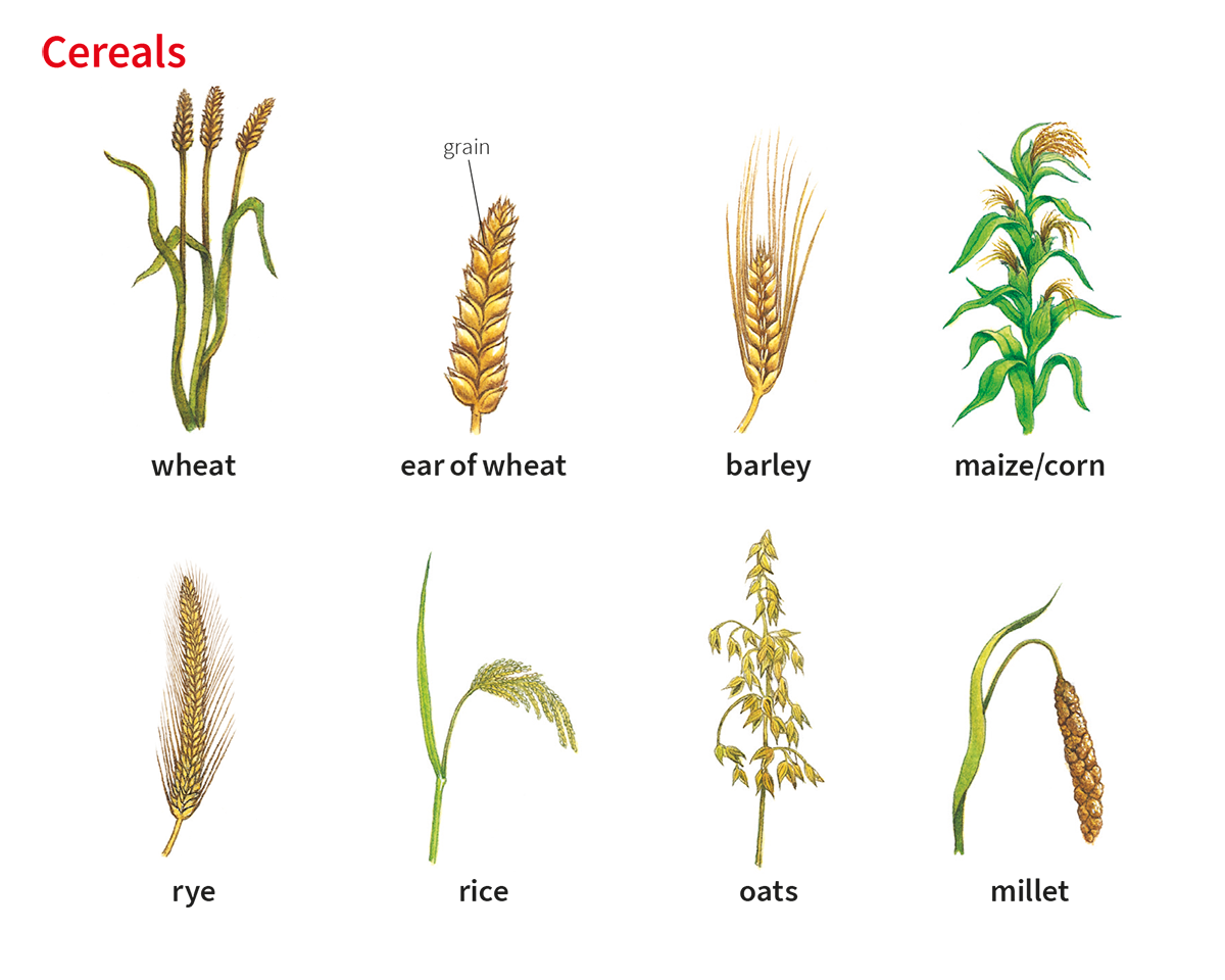 What is the meaning of cereal crops?