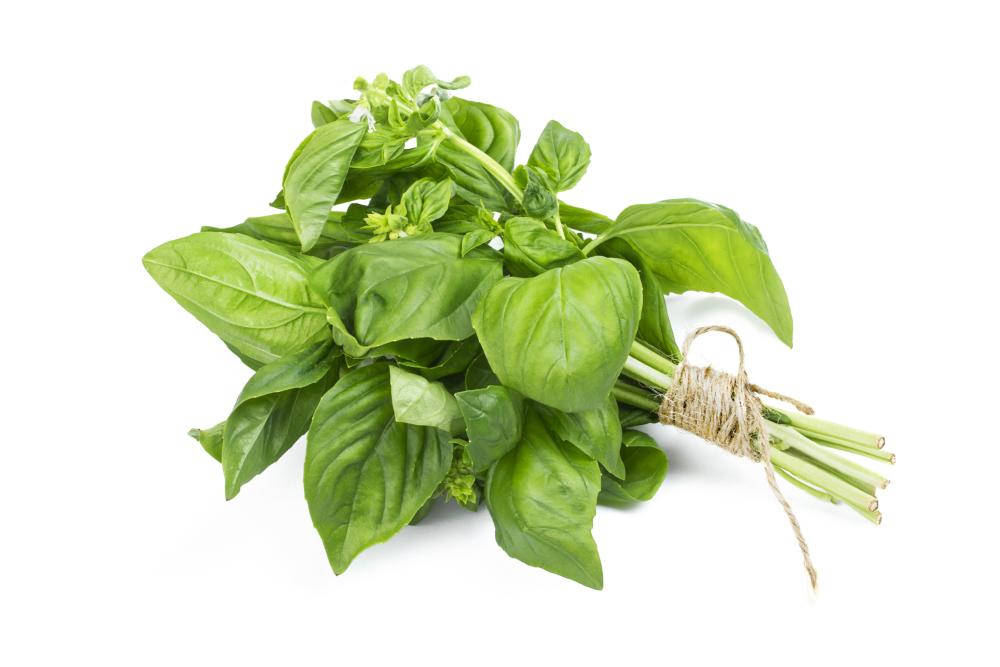 What is the most aromatic basil?