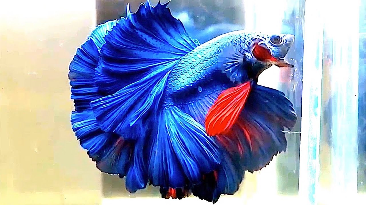 What is the most beautiful fish ever?