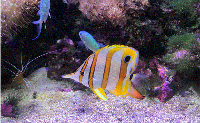 What is the most beautiful saltwater fish?