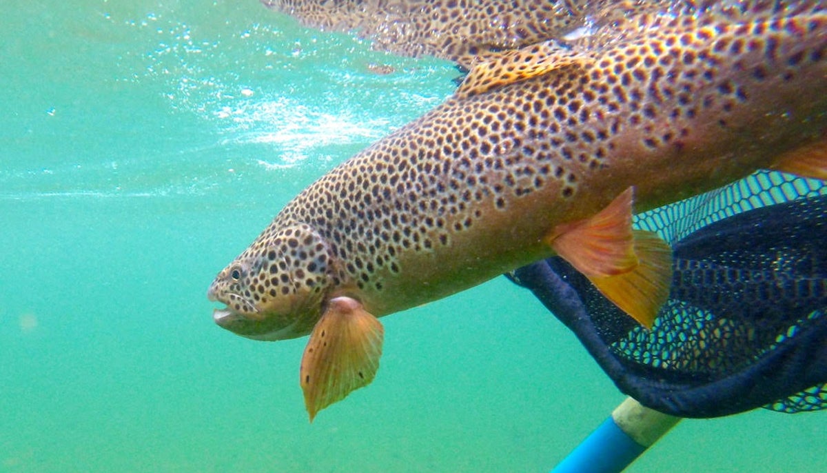 What is the most beautiful trout?