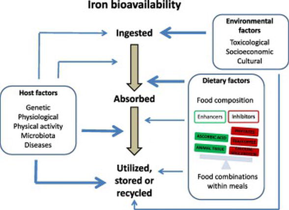 What is the most bioavailable form of dietary iron?