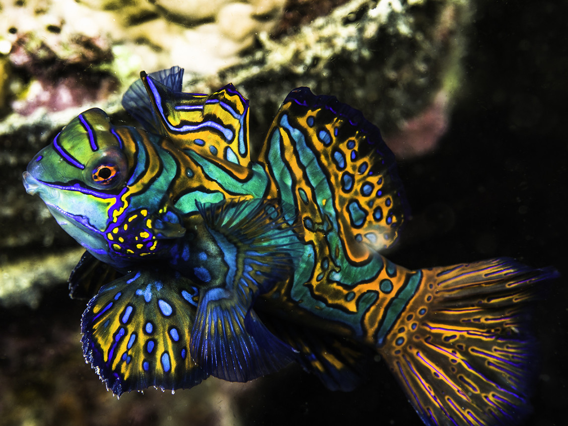 What is the most colorful fish species?