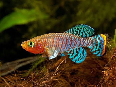 What is the most Colourful tropical fish?