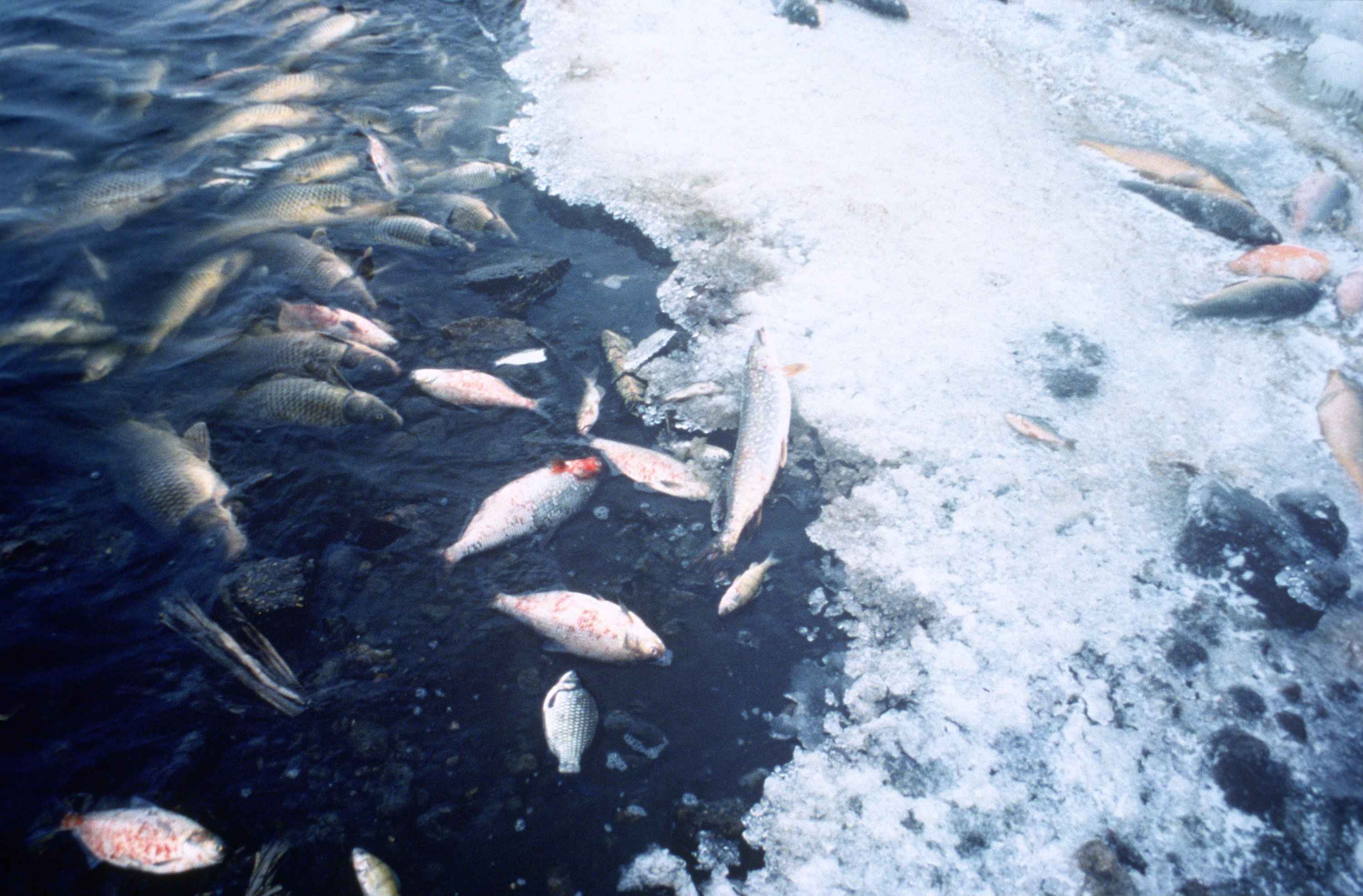 What is the most common cause of fish kill or fish die off?