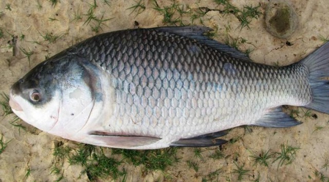 What is the most common fish eaten in India?