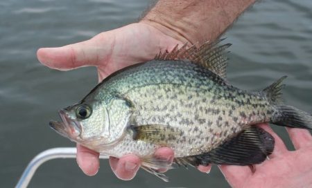 What is the most common fish for fishing?