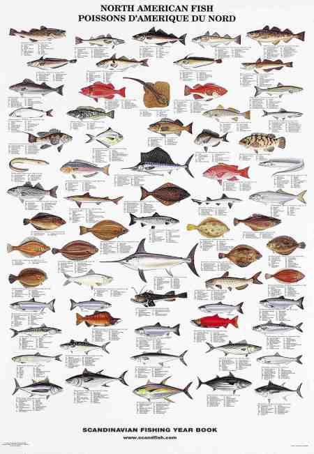 What is the most common fish in America?