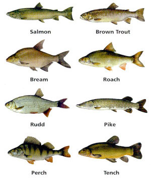 What is the most common fish in Ireland?