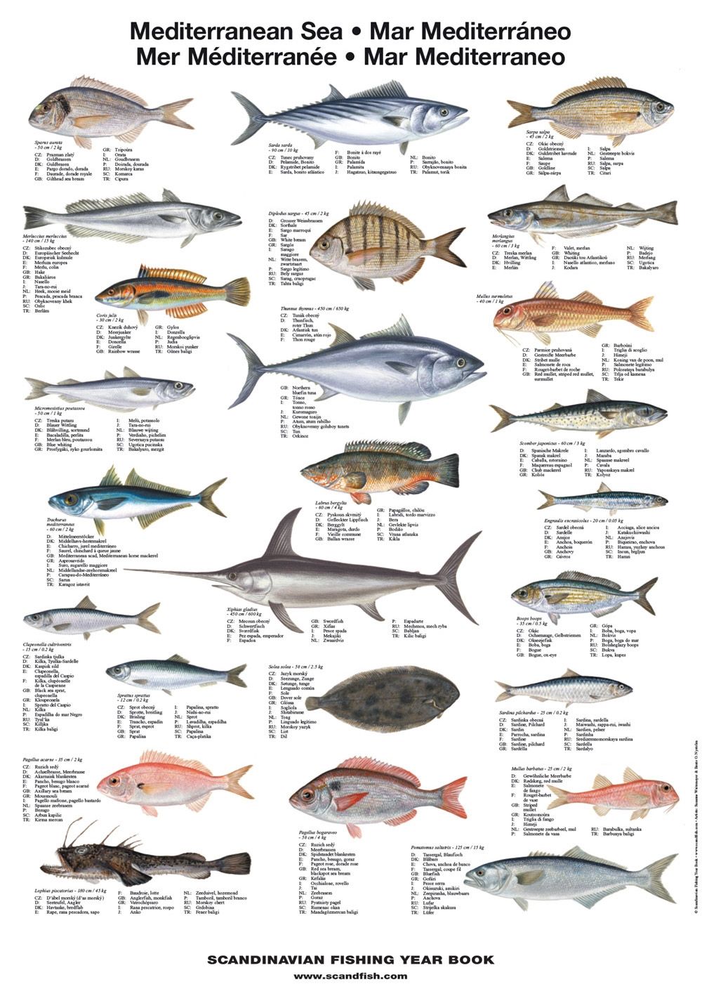 What is the most common fish?