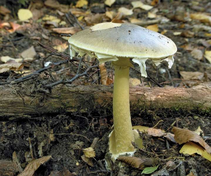 What is the most common mushroom in the world?