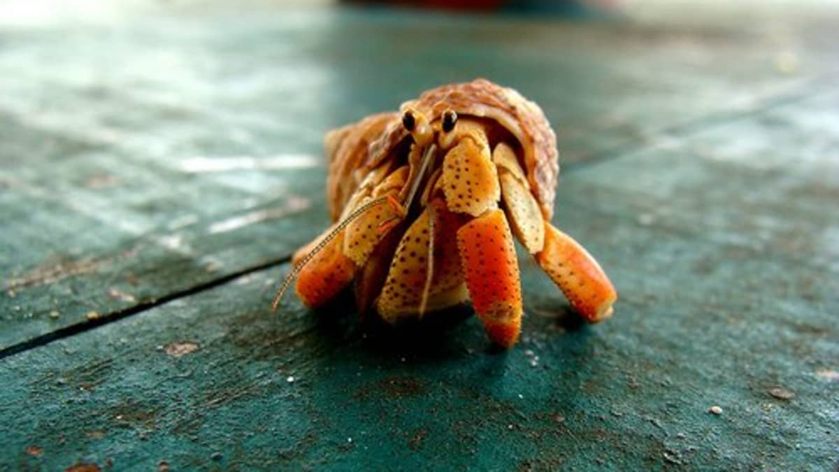 What is the most common pet hermit crab?