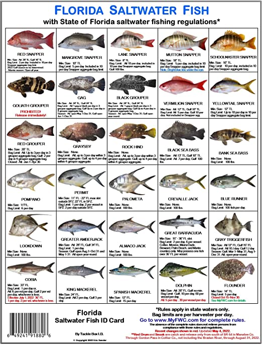 What is the most common saltwater fish in Florida?