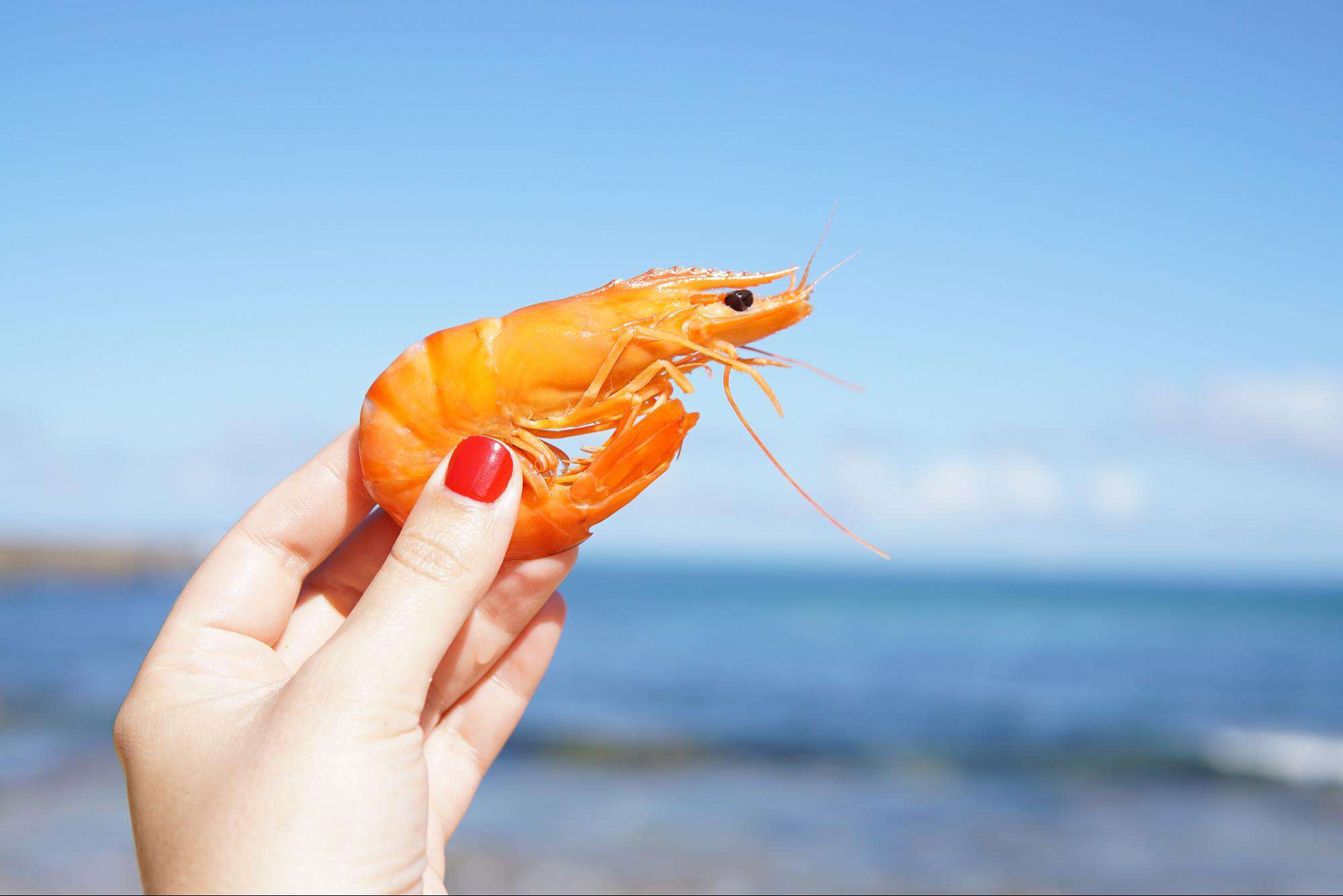 What is the most common shrimp to eat?