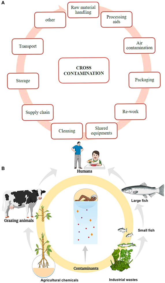 What is the most common source of contamination of food?