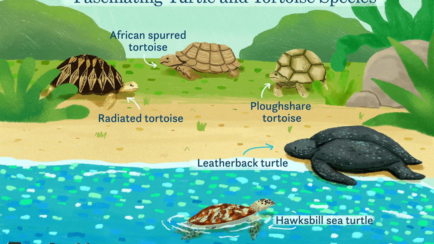 What is the most common turtle in the world?