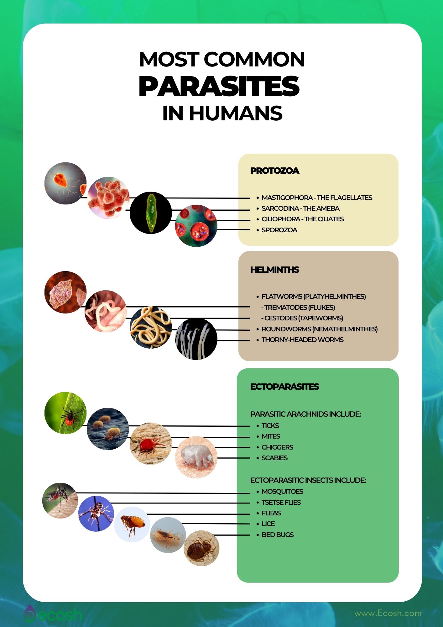 What is the most common type of parasite?