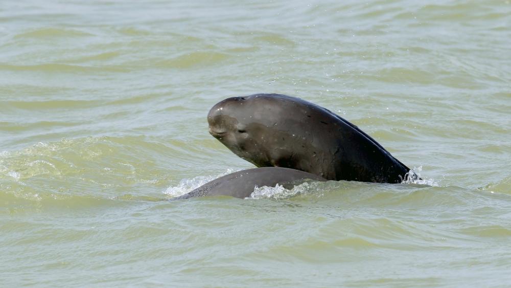 What is the most endangered freshwater animal?