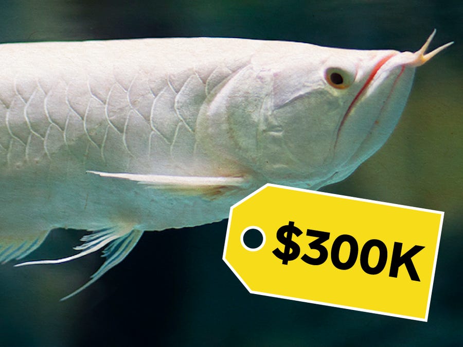 What is the most expensive fresh water fish?