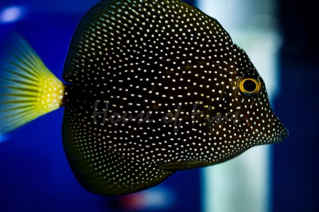 What is the most expensive marine fish?