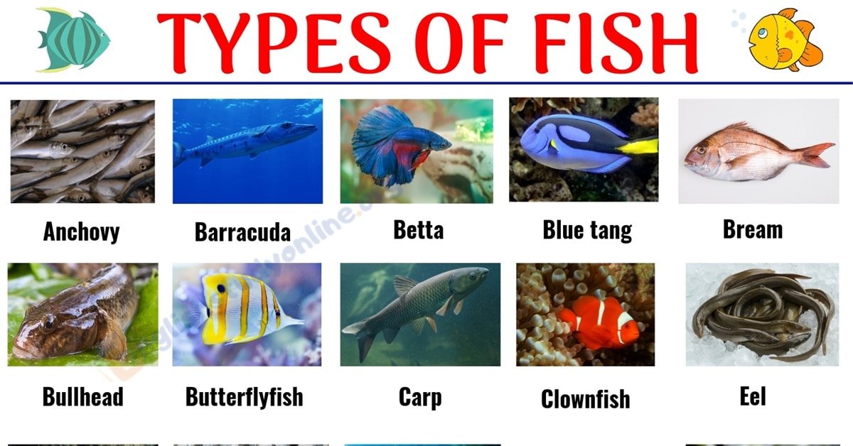 What is the most famous fish name?