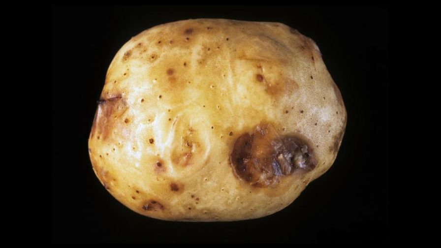 What is the most harmful disease of potato?