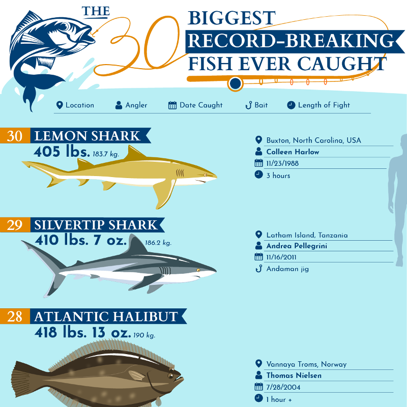 What is the most harvested fish in the world?