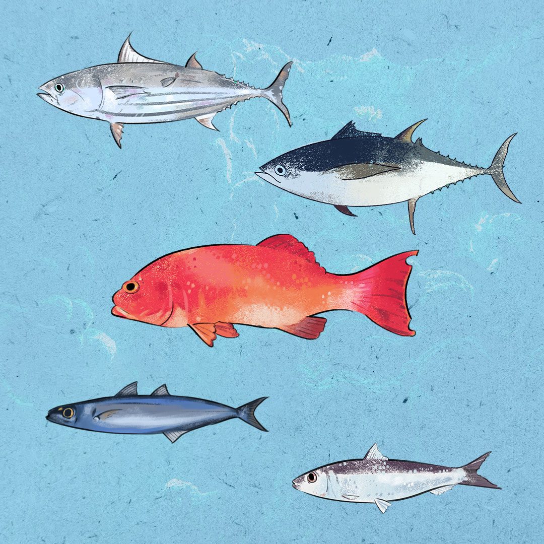 What is the most important fish in the Philippines?